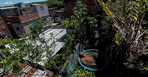 Un Proyecto Busca Refrescar Las Favelas De Río De Janeiro Con Techos