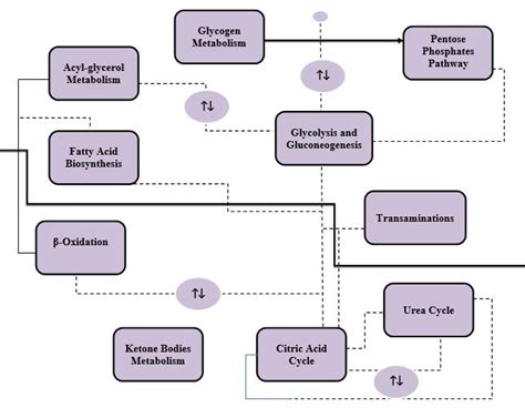 Examining Metabolomic Pathways Free Essay Sample