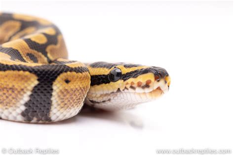 African Import Ball Python D72 3 Outback Reptiles