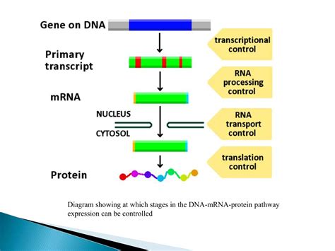 Gene Expression And Regulation Pptx