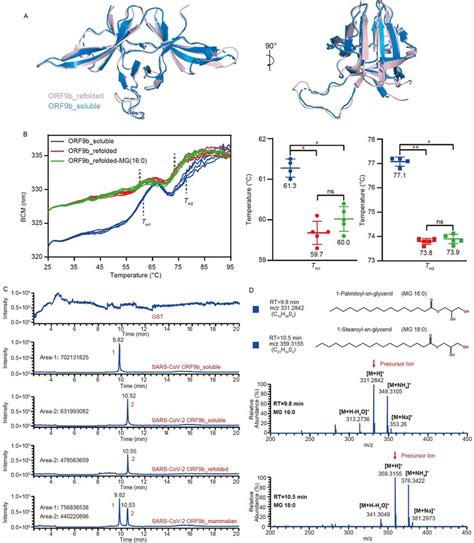 Importance Of Lipid Molecule In The Central Hydrophobic Cavity For