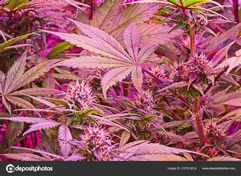 Female Weed Plant Leaves