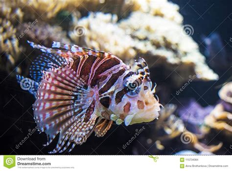 Common Lionfish Swimming Above Coral Reefs Pterois Volitans Stock