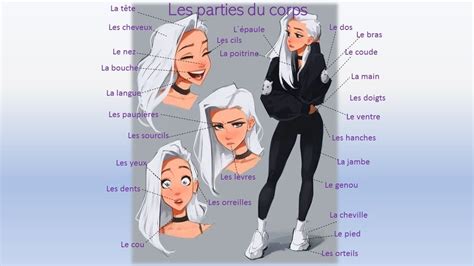 Diagrama De Les Parties Du Corps Quizlet