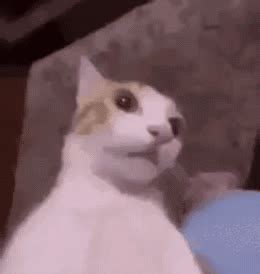 Funny Cats Meme  Funny Cats Funny Meme Descubre Y Comparte 