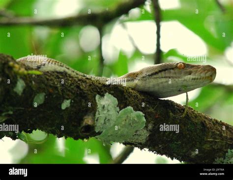 Burmese Python Python Bivittatus In A Tree After Eating A Possom In