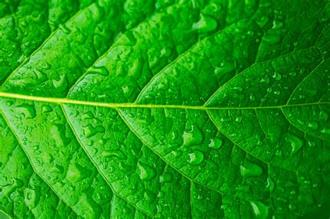 녹색 잎과 매크로 방울 아침 햇빛 자연 배경에 비가 내린 후 물 한 방울이 있는 아름다운 신선한 녹색 잎의 매크로 클로즈업 0명에 대한 스톡 사진 및 기타 이미지 Istock