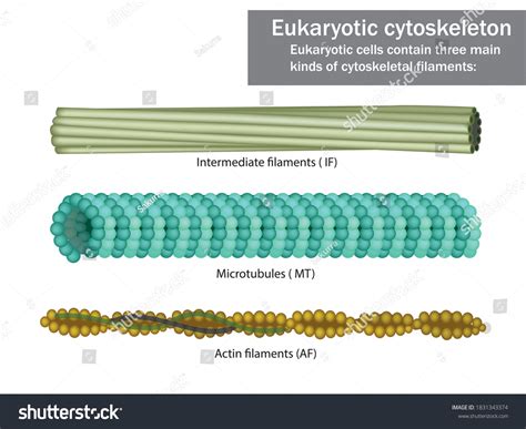 Microtubules In A Cell Diagram