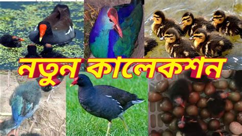 নতুন কালেকশন চিন হাঁসের বাচ্চা জলমুরগির বাচ্চা কচুয়া পাখি বালিহাঁস ও কালিম পাখির বাচ্চা পাওয়া
