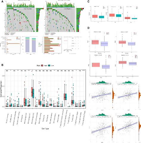 The Mutation And Immune Characterizations Of High And Low Risk Groups