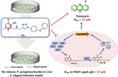 Hydroxypyridin H One Derivatives As Pqs Quorum Sensing Inhibitors Attenuate Virulence And