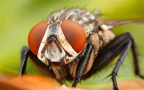 Insect Protein Expression QYAOBIO