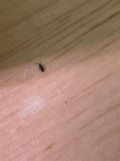 Springtail Seemingly Hundreds Of These Were Found In A Crested Gecko