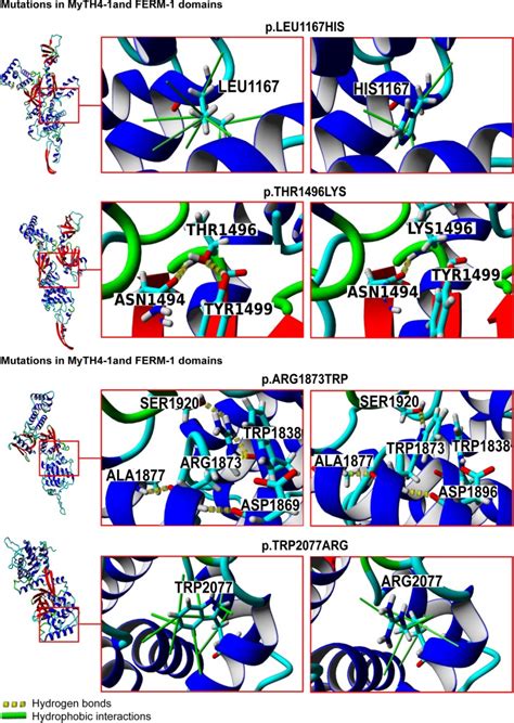 Novel Compound Heterozygous Myo7a Mutations In Moroccan Families With