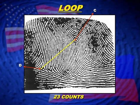 Fingerprint Classification Loop Patterns Pptx