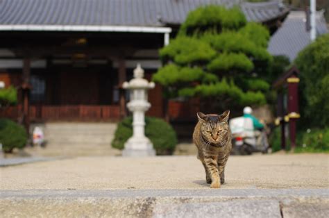 守り神 GANREF