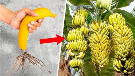 A Beginners Guide To Growing Banana Trees From Banana Home Garden Tips