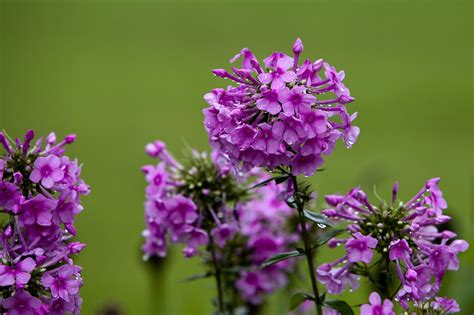 Naturaleza Planta Parque Foto Gratis En Pixabay Pixabay