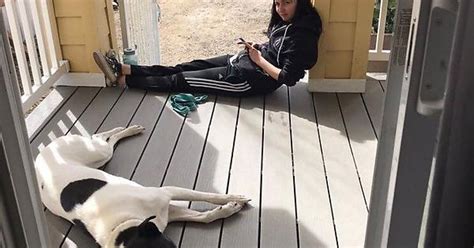 Border Pit Mom Sunbathing On A Porch Imgur