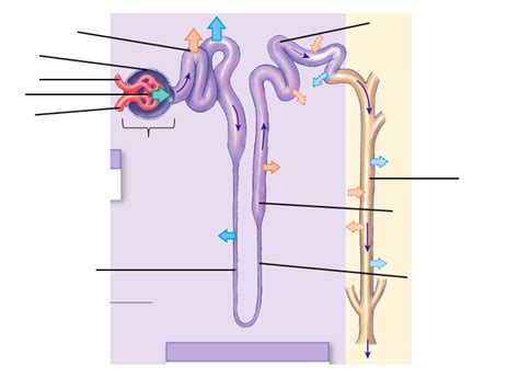 Nephron Labeling 1 Diagram Quizlet