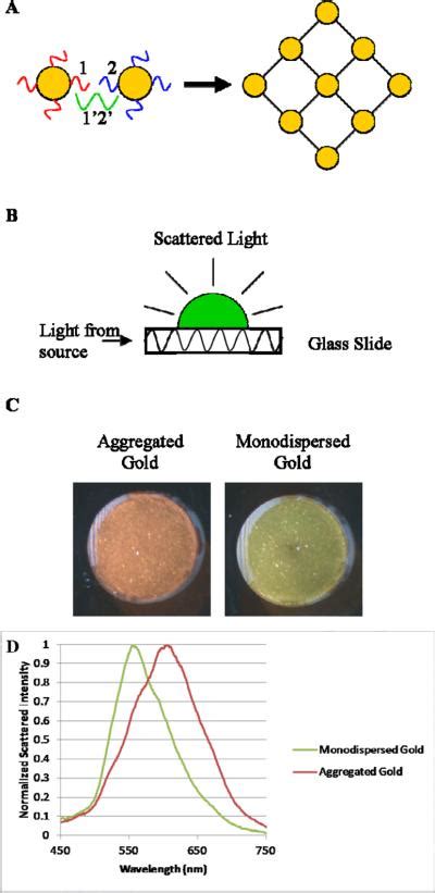 Gold Nanoparticle Aggregation For Quantification Of Oligonucleotides