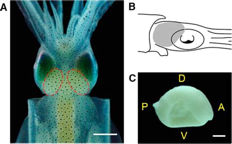 Squid Brain Shape