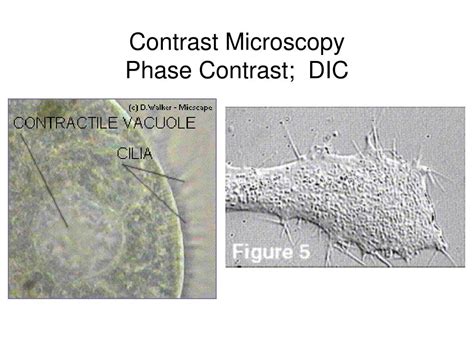 Ppt Basic Microscopy And Imaging Methods In Biomedical Engineering