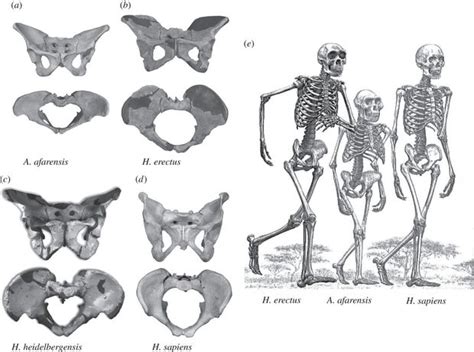 Australopithecus Sediba Pelvis