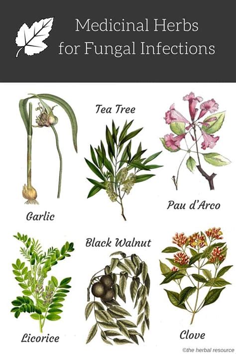 Herbal Remedies For Fungal Infections Artofit