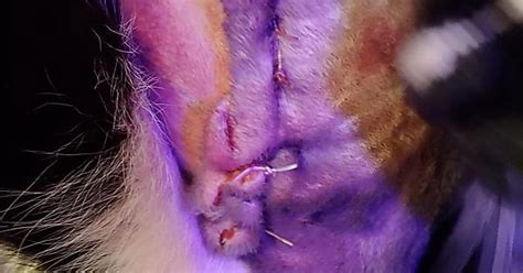 My Cats Amputation X Rays Ultrasound And Bloody Urine From When His