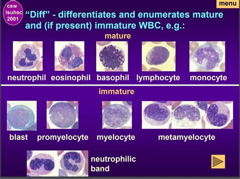 WBC Morphology Diagram Quizlet