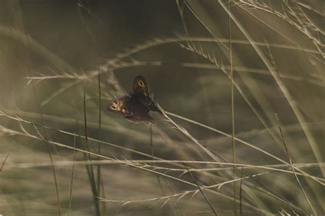 날개를 펼친 초원 갈색 나비는 자연 환경에서 건조한 잔디 줄기에 앉아 평화 롭고 고요한 장면을 연출합니다 매혹적으로 아름다운 나비가 들판의 마른 풀밭에 앉아 있습니다 0명에