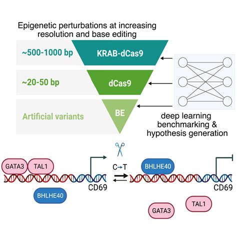 Integrative Dissection Of Gene Regulatory Elements At Base Resolution