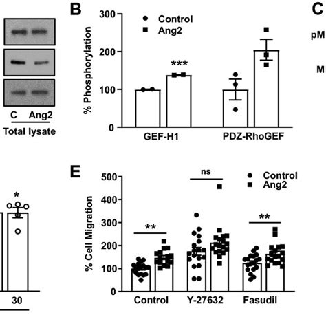 Rock Inhibition Does Not Block Ang2 Induced Hdlec Migration A B