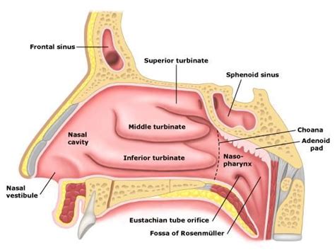 Nasal Cavity Anatomy Nose Diagram Sinus Cavities Basic Anatomy And