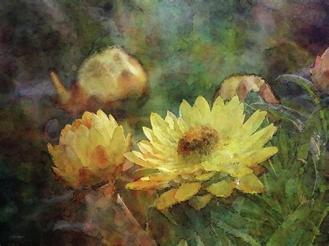 Sharp Petals 4985 Idp2 Photograph By Steven Ward Fine Art America