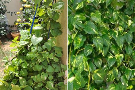 Money Plant Should Be Planted According To Vastu Shastra Otherwise