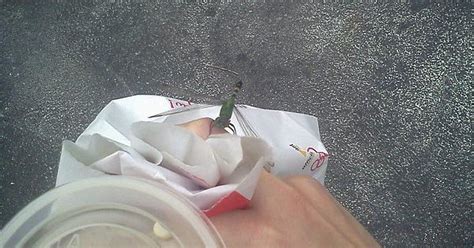This Little Guy Landed On My Finger As I Was Walking To My Apartment