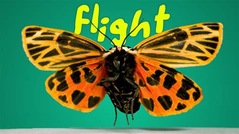 Kolla In Malar Och Skalbaggar I Slowmotion Otroligt Vackert Feber Vetenskap