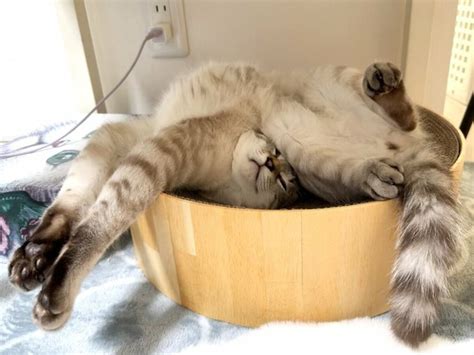 「どーなってんの？」やっぱり猫は液体なのかも猫の芸術的な体勢が衝撃的 「マネできるかニャ？」猫は液体を証明するようなポーズに反響