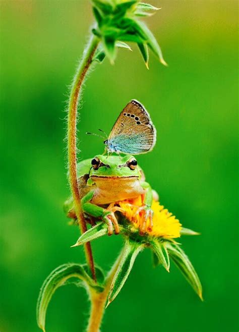 83 Best Butterfly Buddies And Evil Enemies Images On Pinterest