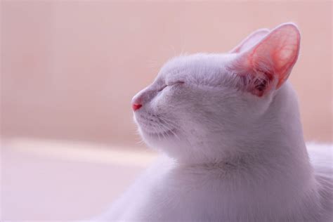 Why Are My Cats Ears Hot Animalfate