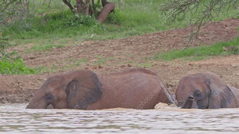 African Elephants Bathing Stock Video Clip K0131481 Science