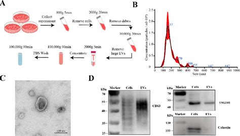 Figure 1 From Colorectal Cancer Cell Derived Extracellular Vesicles