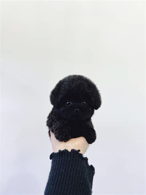 강아지분양 퍼피당 안산 토이푸들분양 클로에