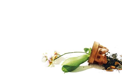 Adaptation Wallpapers