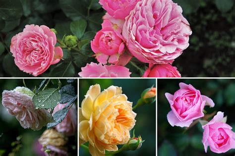 Садівники пояснили як слід садити троянди з відкритою кореневою системою Читайте на Ukr Net