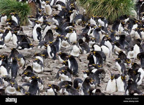 Macaroni Penguin Eudyptes Chrysolophus Colony Cooper Bay South