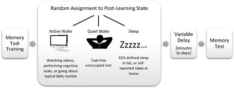 Figure 1 From Memory Consolidation During Waking Rest Semantic Scholar