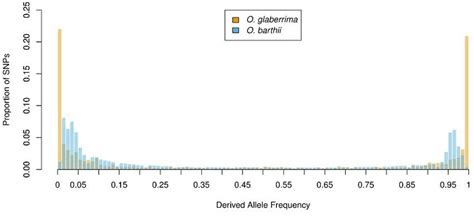 derived allele frequency spectrum of non coding and synonymous